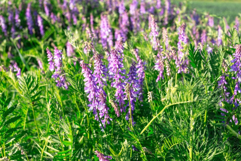 Vicia Cracca - Beautiful Springtime Field Flowers Stock Photo - Image ...