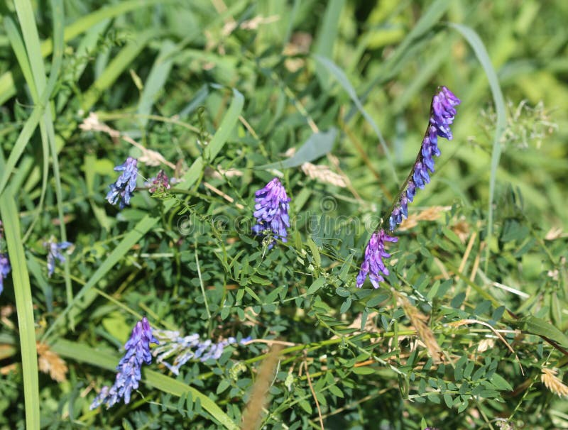 Bird Vetch Purple Flower Invasive NYS Weed Stock Image - Image of land ...