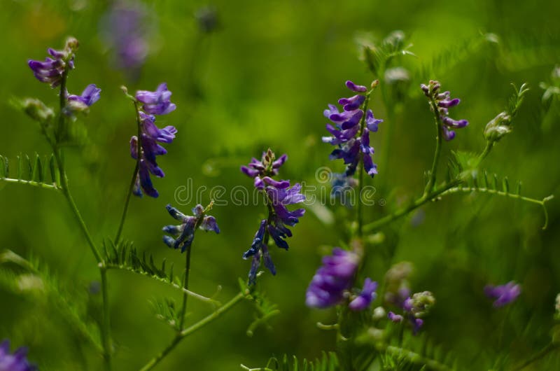 Vicia Cracca Grows in the Field, a Wild Plant Stock Image - Image of ...