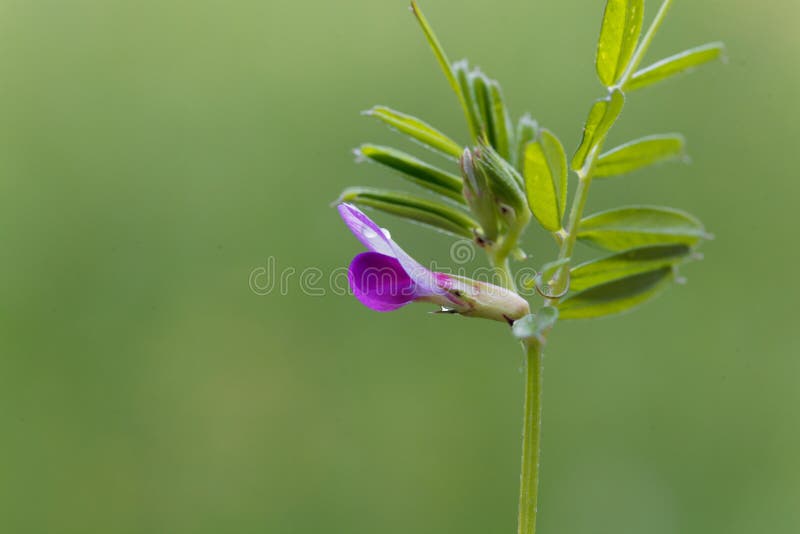 Floraison Sativa De Vicia De Vesce Commune En Automne Photo stock ...