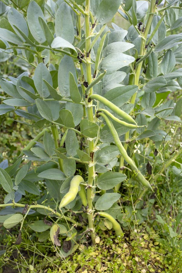 Vicia Faba, Also Known As the Broad Bean, Fava Bean or Tic Bean Stock ...