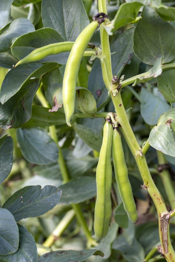Vicia Faba, Also Known As the Broad Bean, Fava Bean or Tic Bean Stock ...