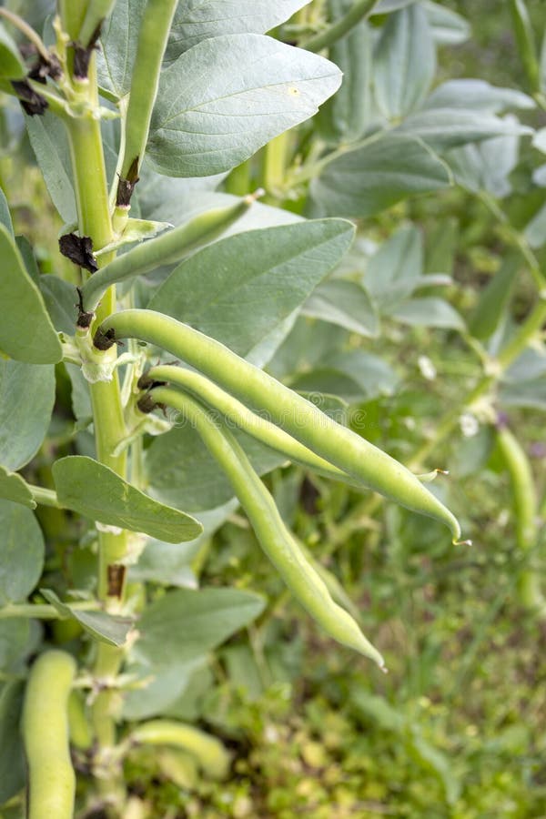 Vicia Faba, Also Known As the Broad Bean, Fava Bean or Tic Bean Stock ...
