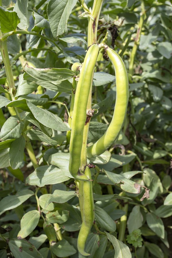 Vicia Faba, Also Known As the Broad Bean, Fava Bean or Tic Bean Stock ...