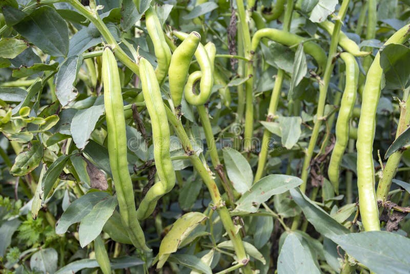 Vicia Faba, Also Known As the Broad Bean, Fava Bean or Tic Bean Stock ...