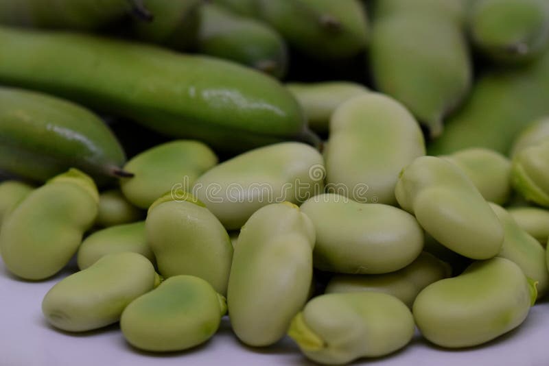 Vicia faba or Faba bean stock image. Image of ingredient - 92421043