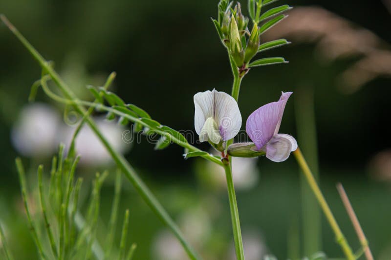 Vicia Grandiflora - Wild Plant Shot in the Spring Stock Image - Image ...