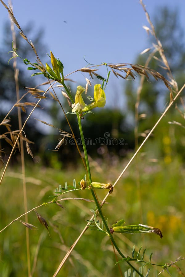 Vicia Grandiflora - Wild Plant Shot in the Spring Stock Photo - Image ...