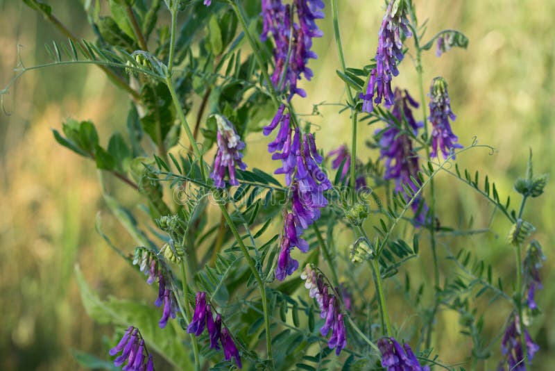 Vicia violet flowers stock image. Image of flowers, closeup - 151941271