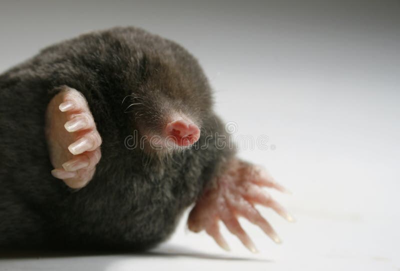 Vicino Al Europaea Di Talpa Fotografia Stock - Immagine di parassita ...