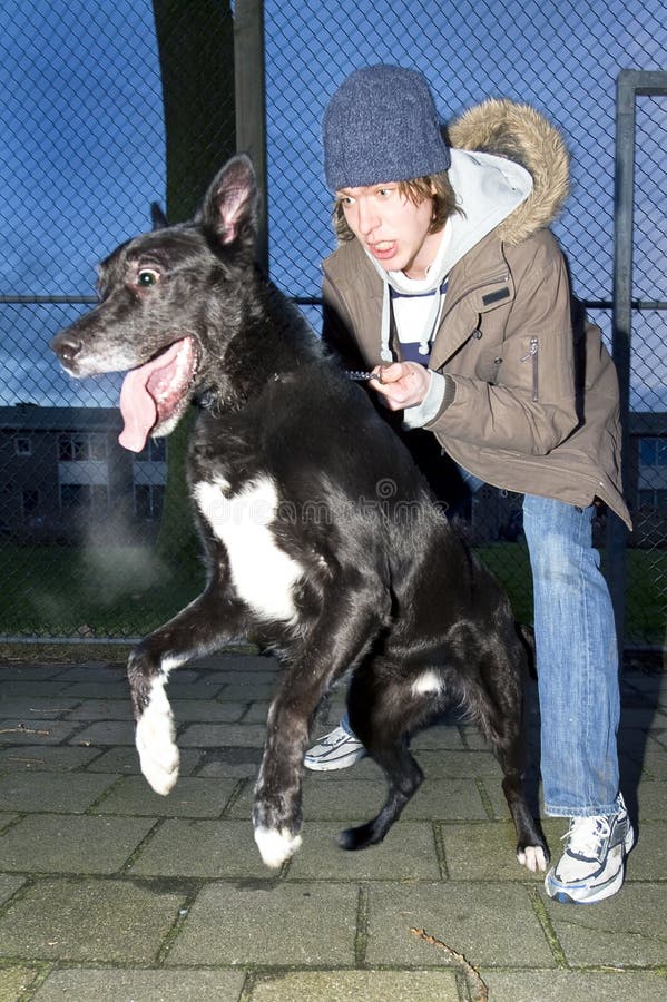 Vicious dog stock photo. Image of fury, hunger, mammal - 30782476