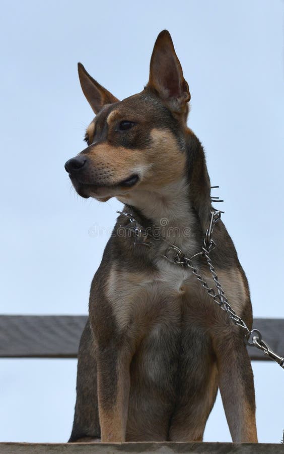 The vicious dog stock image. Image of sits, closeup - 106952279