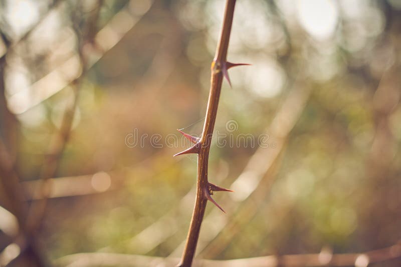 Vicious Thorns in Bush. Sharp and Threatening Thorns in a Plant with ...