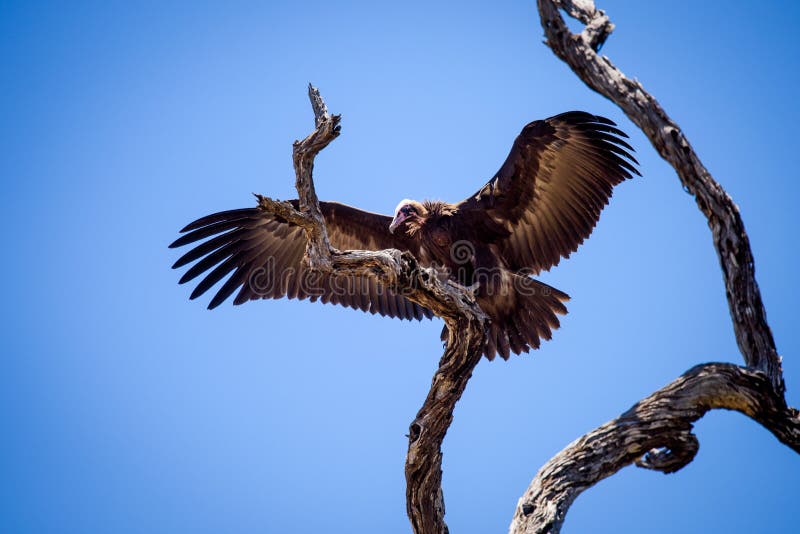 Vicious Vulture Perched on a Tree with Its Wings Spread Stock Image ...