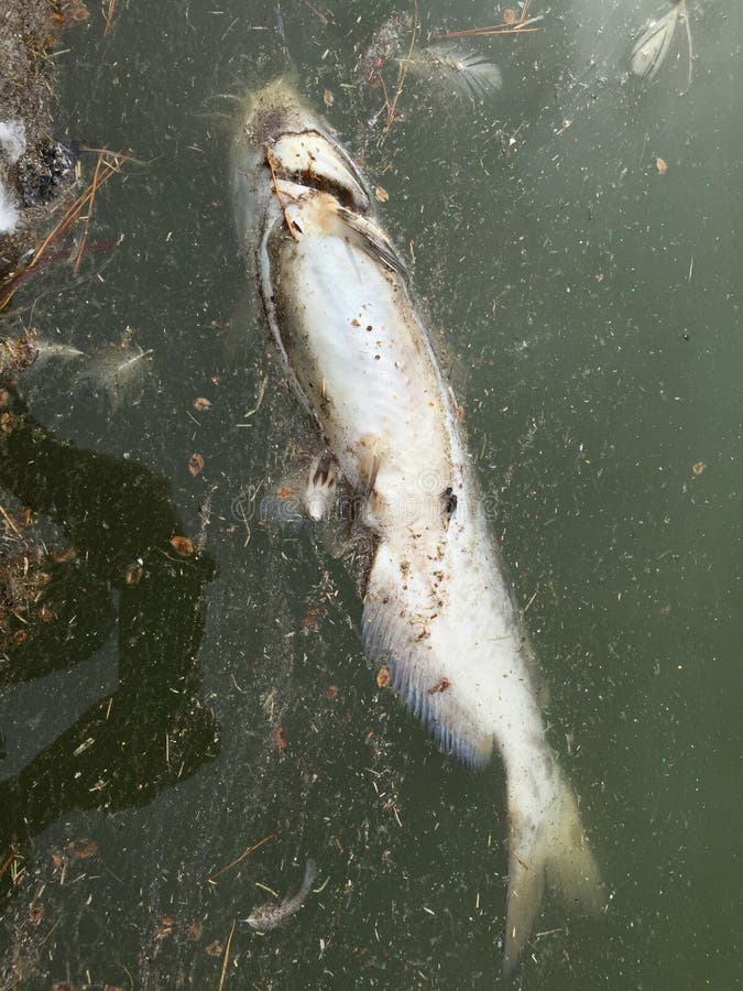 Water Pollution Effects On Fish