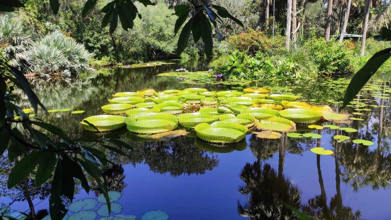2673.Victoria Amazon Green Color Growing in Water Stock Photo - Image ...