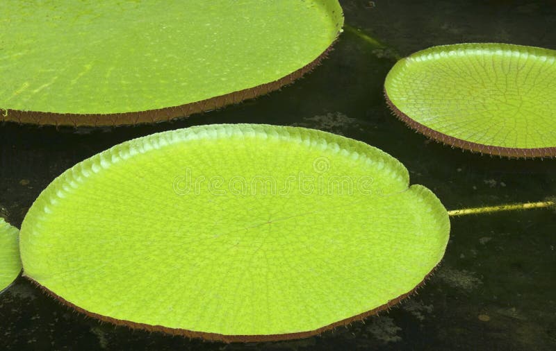 Victoria amazonica stock image. Image of background, greenhouse - 25592003