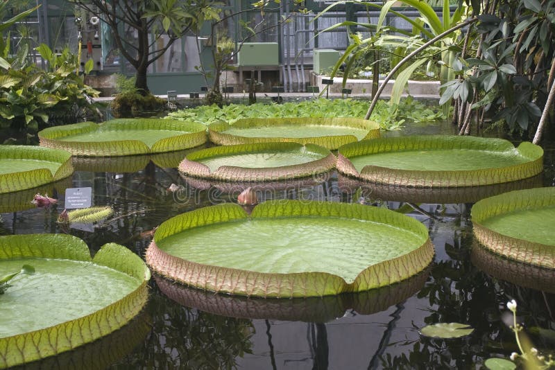 Victoria Amazonica stock image. Image of royal, regia - 25803093