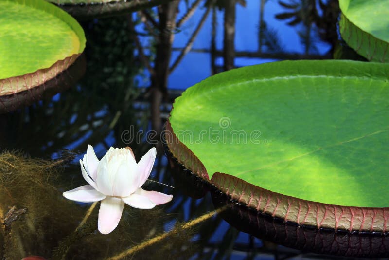 Victoria Amazonica Con La Flor Blanca Imagen. Imagen: 15719073