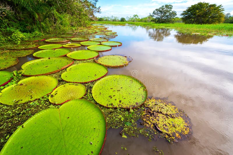 Victoria Amazonica and River View Stock Image - Image of garden, green ...