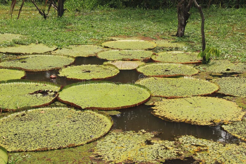 Victoria Amazonica Water Lily Leafs - Amazonas, Brazil Stock Photo ...