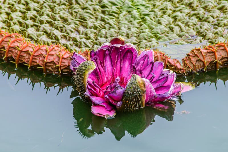 Victoria-Blume, Blatt Auf Wasserpflanzefeld Stockfoto - Bild von makro ...
