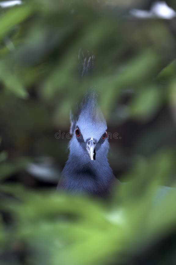 Victoria Crown Pidgeon stock photo. Image of wild, flight - 1418926