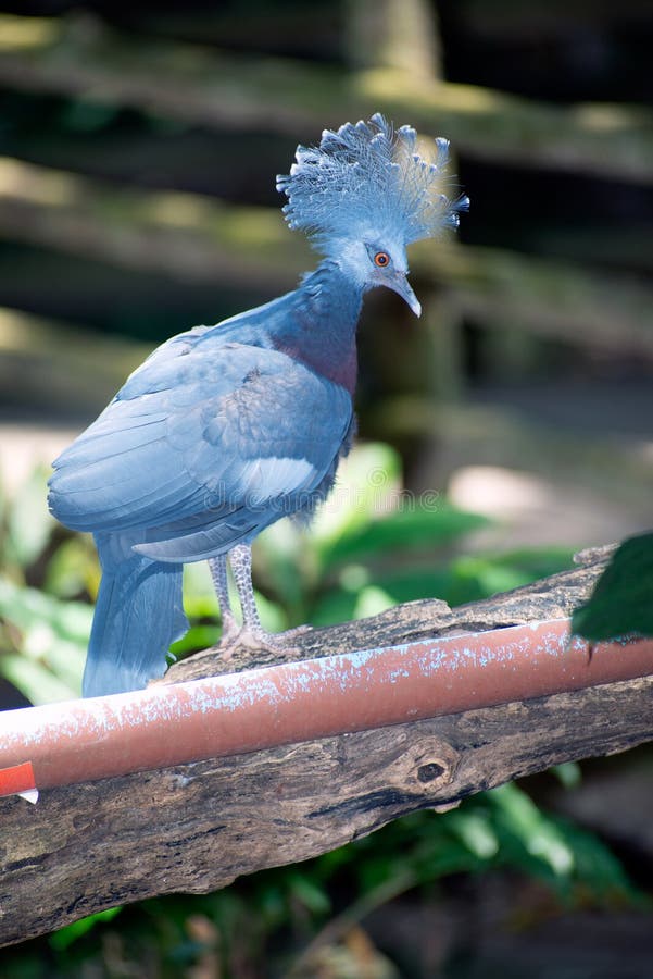 Victoria Crowned Bird Goura Victoria. Stock Image - Image of rain, bird ...