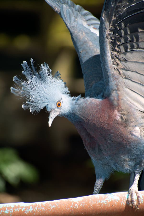 Victoria Crowned Bird Goura Victoria. Stock Photo - Image of crest ...
