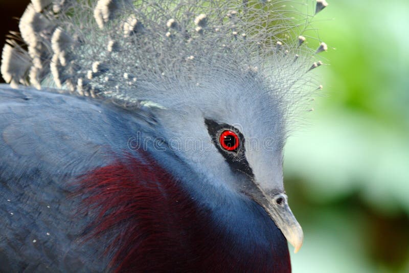 Victoria Crowned Pidgeon, Goura Victoria, Stock Image - Image of wild ...