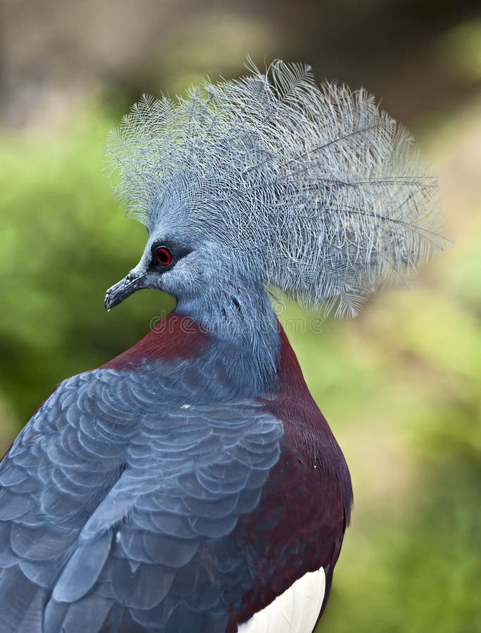 Victoria Crowned Pigeon or Goura Victoria Stock Photo - Image of goura ...