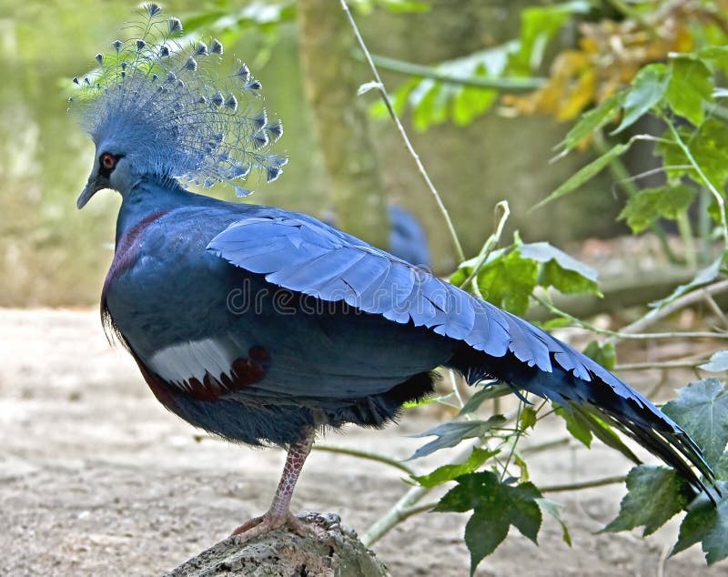 Nicobar pigeon stock image. Image of nicobar, malaysia - 10729843