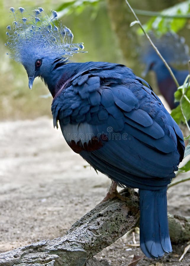 Victoria Crowned Pigeon or Goura Victoria Stock Photo - Image of goura ...