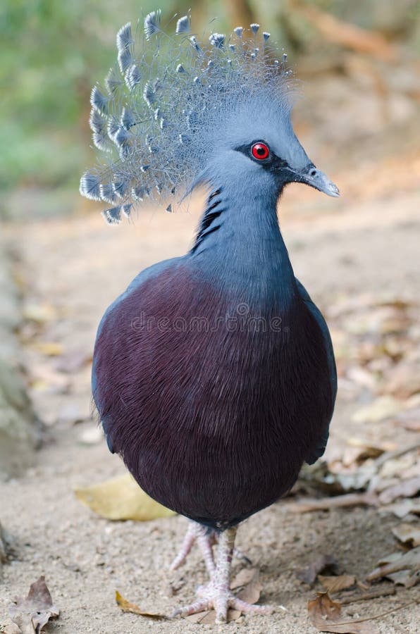 Victoria crowned pigeon stock image. Image of closeup - 34449713