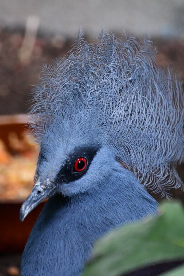 A Victoria Crowned Pigeon Bird Stock Image - Image of avian, chordata ...