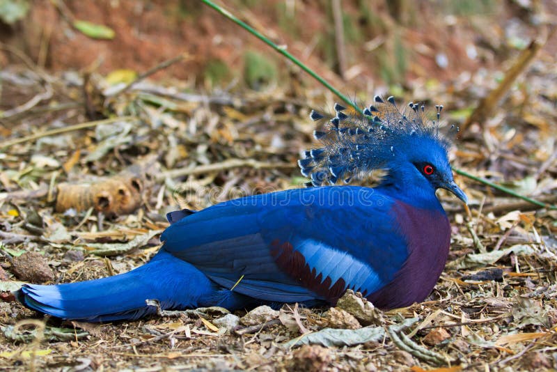 Victoria Crowned Pigeon or Goura Victoria Stock Photo - Image of goura ...