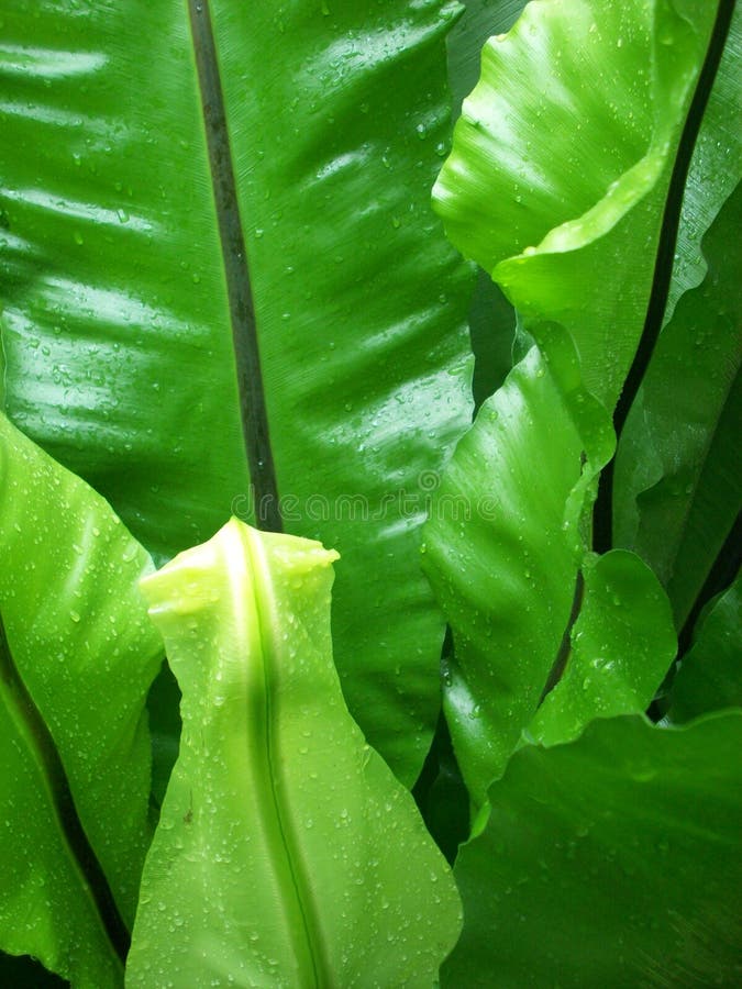 Victoria Fern Fronds stock image. Image of green, space - 55032091