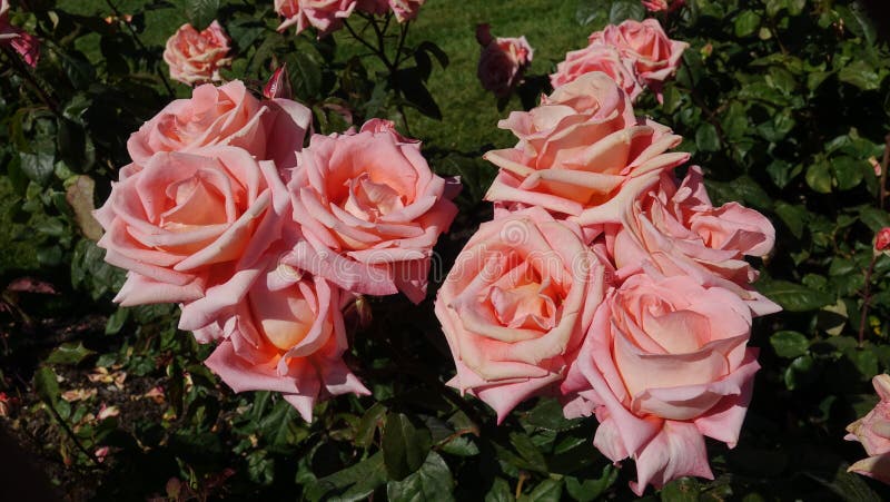 Rose from the Victoria State Rose Garden Stock Photo - Image of leaf ...