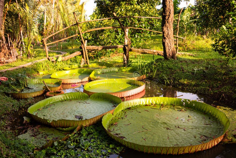 Victoria Lily, the Giant Waterlily in Tropical Pond Stock Image - Image ...