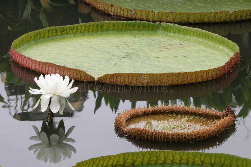 Victoria Lotus Flower and Leaf Stock Photo - Image of nature, flora ...