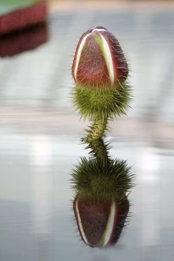 Victoria lotus stock photo. Image of colorful, calm, nature - 35839314