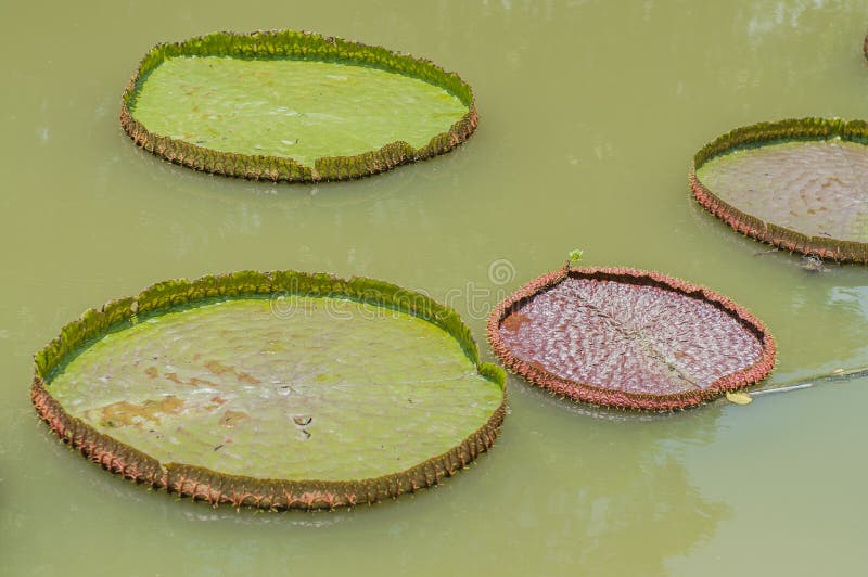 Victoria lotus leaf stock photo. Image of garden, flora - 31809682