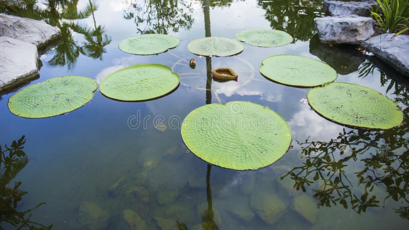 Victoria Lotus Leaf it is the Largest Lotus Flower that Floats on the ...