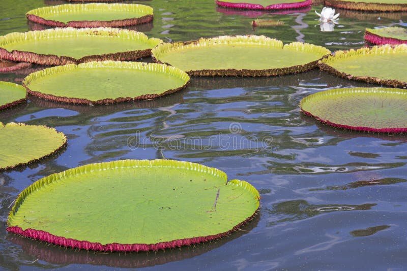 Victoria Lotus Leaf it is the Largest Lotus Flower that Floats on the ...