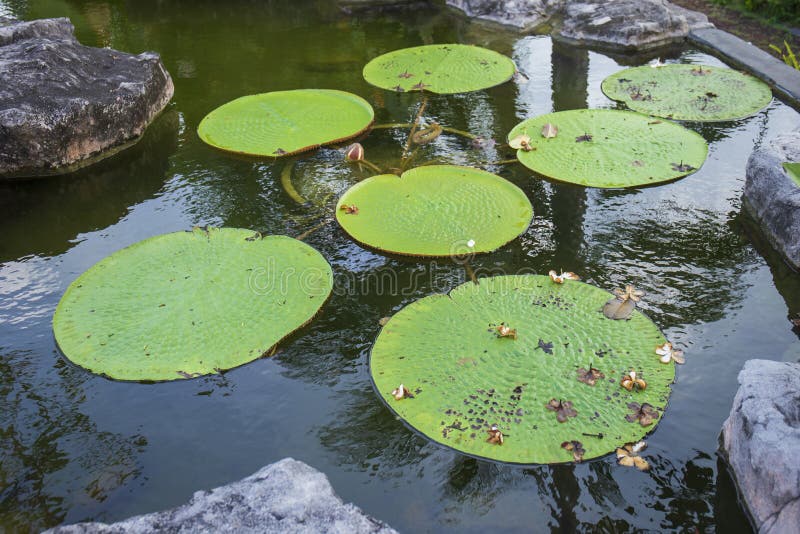 Victoria Lotus Leaf it is the Largest Lotus Flower that Floats on the ...