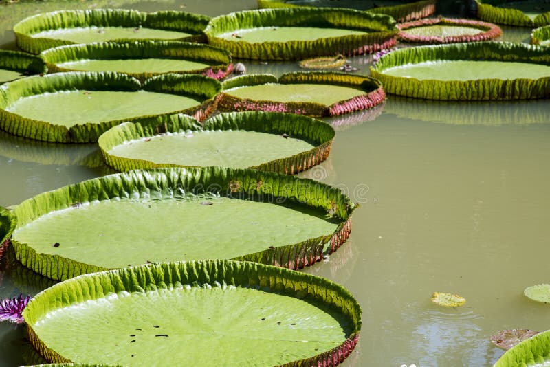 Victoria lotus leaf stock photo. Image of swamp, summer - 97134492