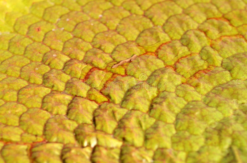 Victoria lotus leaf stock photo. Image of beauty, blooming - 31145602