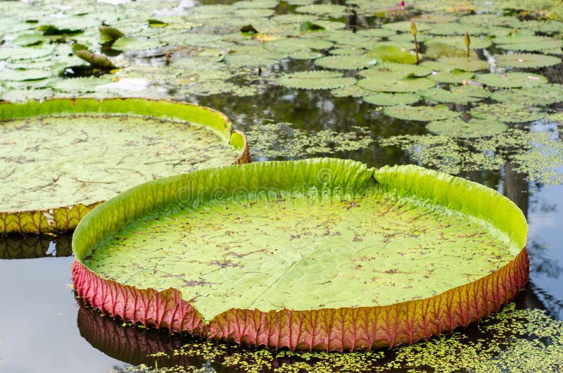 Victoria lotus leaf stock photo. Image of beauty, pattern - 81947406