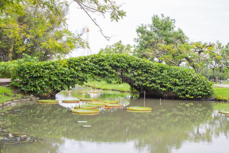Victoria lotus leaves stock image. Image of large, thailand - 61108803