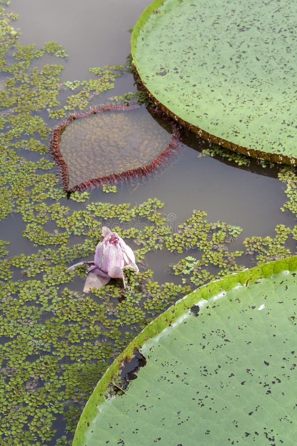 Victoria Lotus with Pink Blossom Stock Image - Image of plant ...